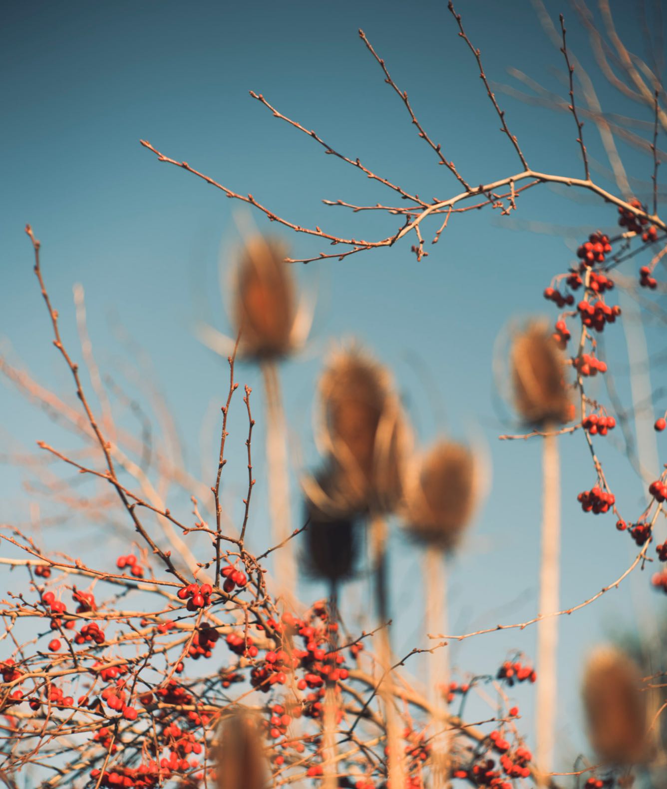 Hiyu Wine Farm | Hood River, Oregon